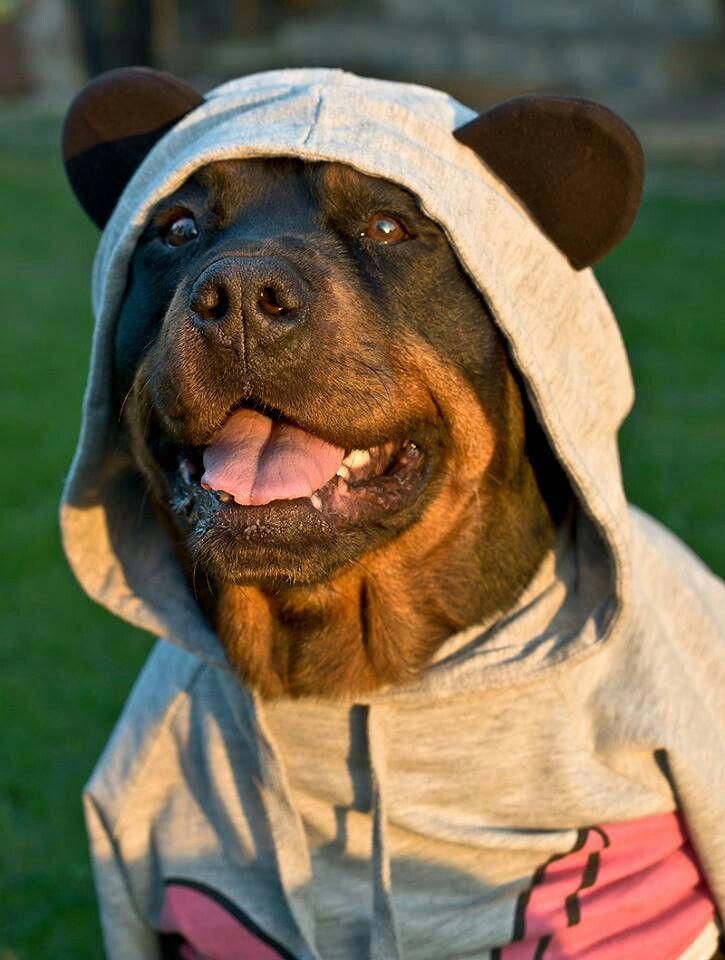 14 Cute And Funny Rottweiler Pictures - Page 2 of 3 - PetPress