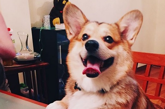 14 Funny Pictures Proving That Your Corgi Can Be Good Restaurant Critic ...