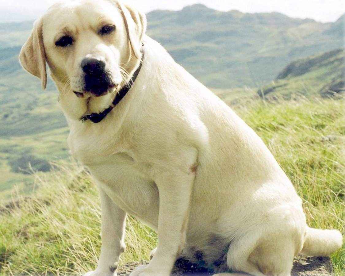 Top 14 Characteristics of Labrador Retrievers | PetPress