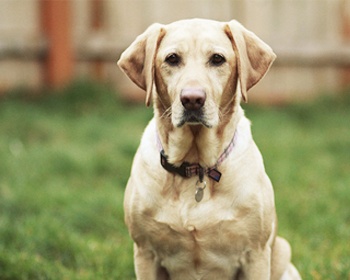 Top 14 Characteristics of Labrador Retrievers | PetPress