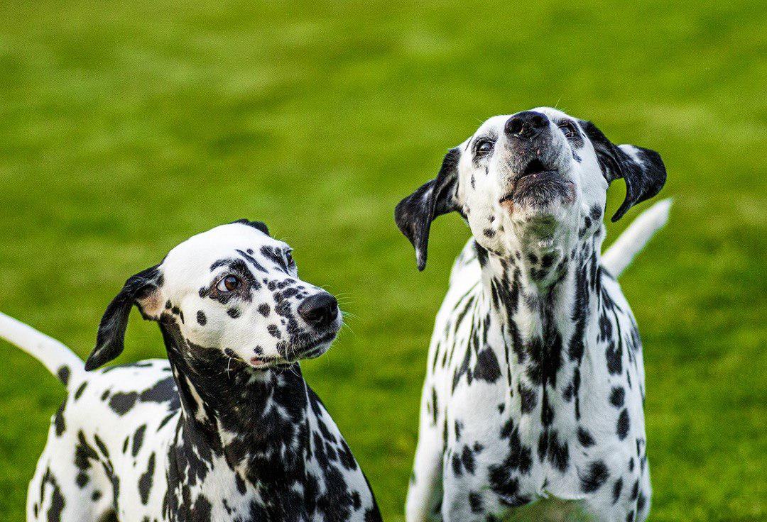 15 Photos That Tell About The Life Of Your Dalmatians | PetPress