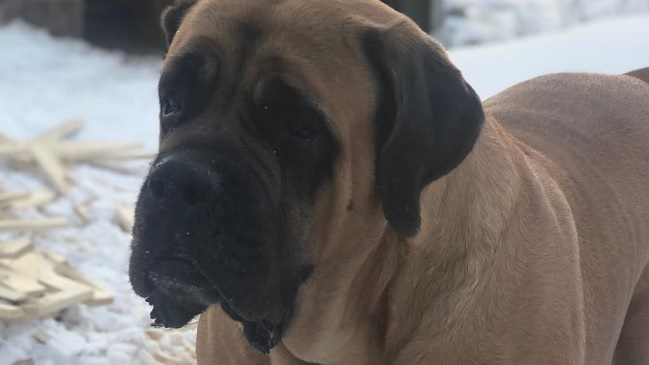 14 Fun Facts About the Big English Mastiffs - PetPress