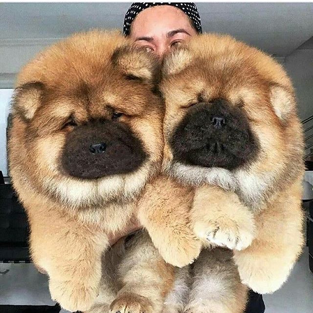 14 Interesting and Fun Facts About Chow Chow You Might Not Know | PetPress