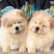 14 Interesting and Fun Facts About Chow Chow You Might Not Know | PetPress