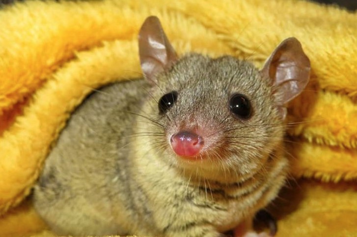 10 Exotic Animals That Are Allowed as Pets in Arizona | PetPress
