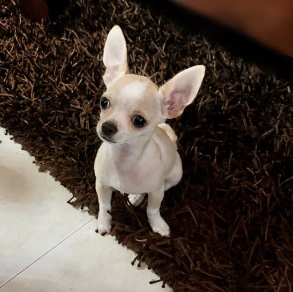 14 Secrets From The History Of Chihuahua | PetPress