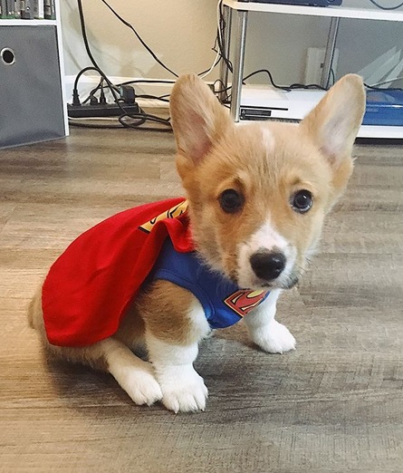 14 Halloween Costume Ideas for Corgis | PetPress