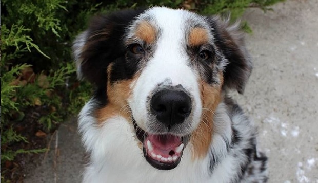 14 Interesting Facts About Australian Shepherds - PetPress