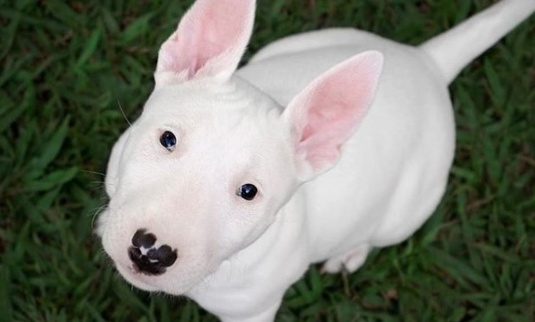 14 Pros And Cons Of The Bull Terrier - PetPress