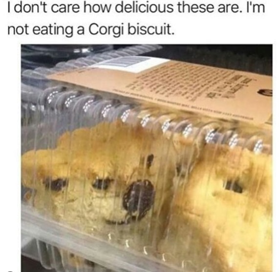 14 Funny Corgi Memes That Will Make Your Day! - PetPress