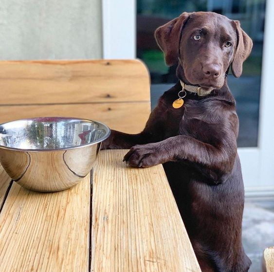 14 Photos of Labrador Retrievers That Inspire You to Start Your Morning ...