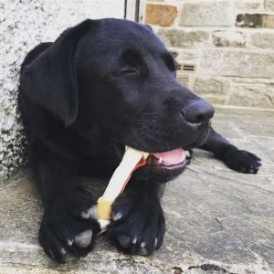 14 Photos of Labrador Retrievers That Inspire You to Start Your Morning ...