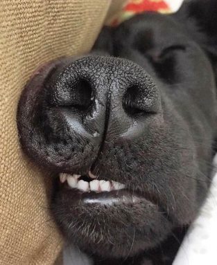 14 Photos of Labrador Retrievers That Inspire You to Start Your Morning ...