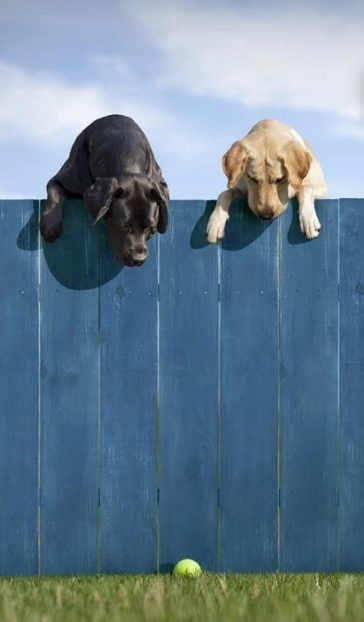 14 Photos of Labrador Retrievers That Inspire You to Start Your Morning ...