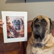 14 Fun Facts About the Big English Mastiffs | PetPress