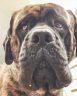 14 Fun Facts About the Big English Mastiffs | PetPress