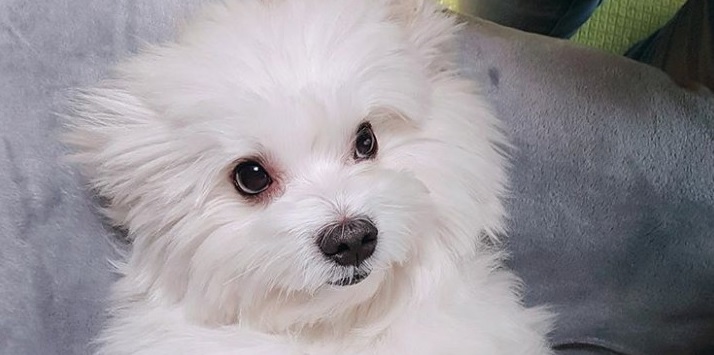 14 Fluffy Facts About Adorable Maltese Dogs - PetPress