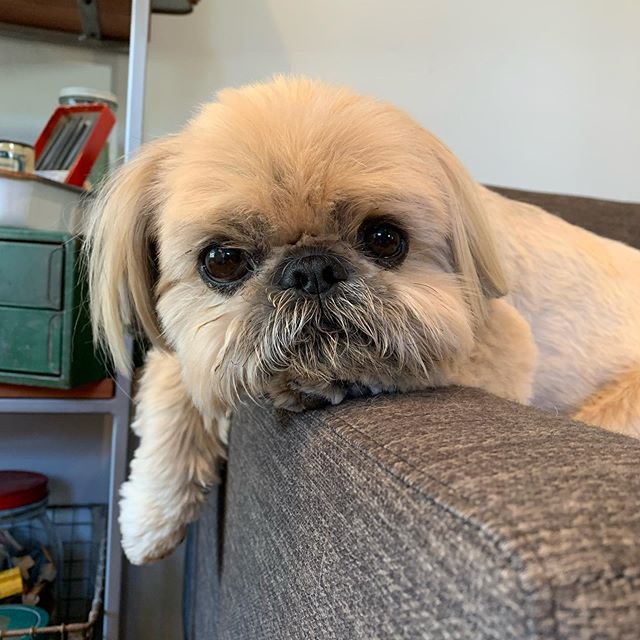 14 Fabulous Shih Tzu Who Enjoy This Autumn | PetPress