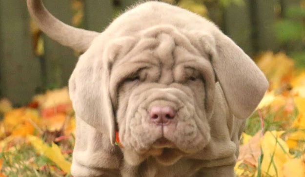 14 Gorgeous Facts About Huge Neapolitan Mastiffs - PetPress