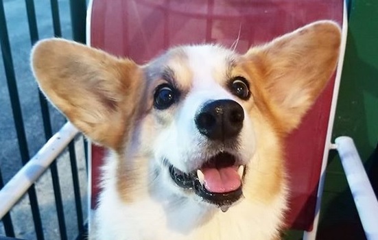 14 Funny Pictures Proving That Corgis are True Gourmets | PetPress