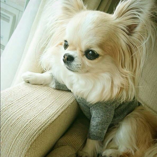 14 Indisputable Facts About Chihuahuas | PetPress