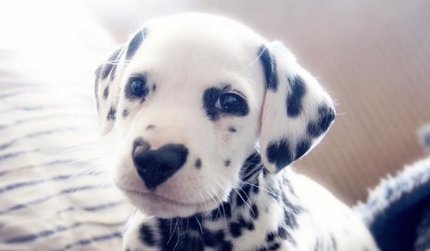 20 Things That Show Dalmatians the One of The Worst Breeds Ever