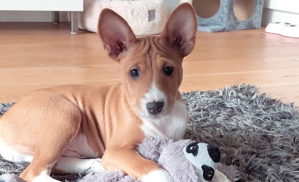 14 Super-Smart Facts About Basenjis - PetPress