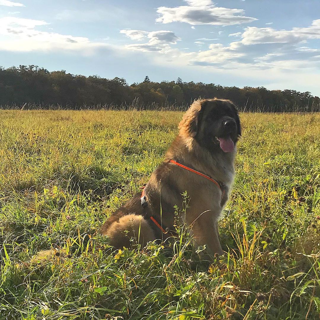 14 Facts Proving That Leonberger Dogs Are True Lions - Page 2 of 4 ...