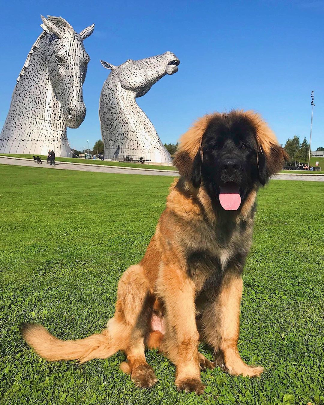 14 Facts Proving That Leonberger Dogs Are True Lions | PetPress