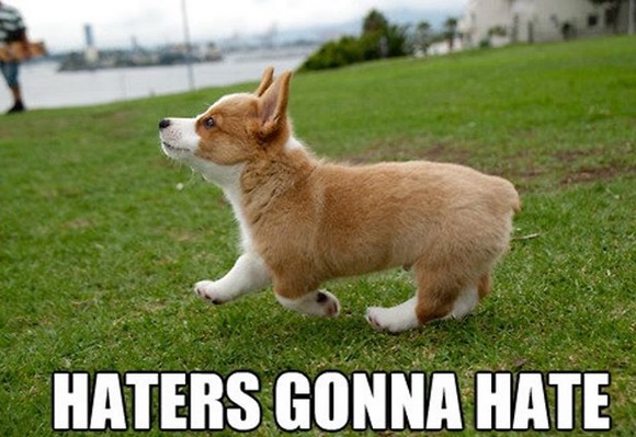 14 Funny Corgi Memes That Will Make Your Day Brighter! | PetPress