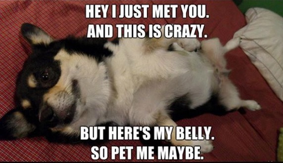 14 Funny Corgi Memes That Will Make Your Day Brighter! | PetPress