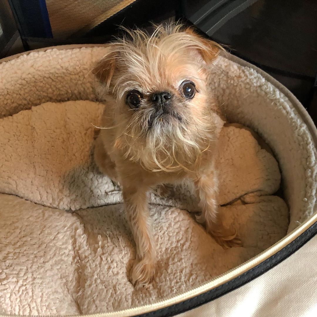14 Reasons To Adore Funny Brussels Griffons - PetPress