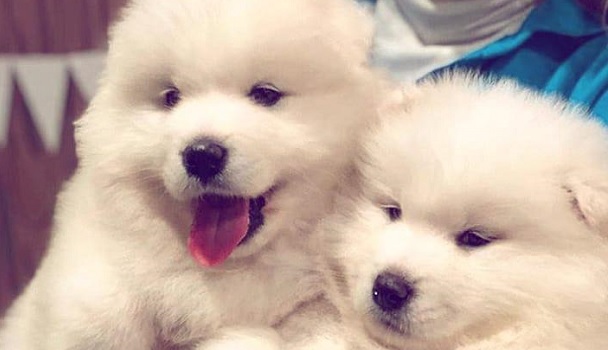14 Funny Photos Proving That Samoyeds Are Basically Fluffy Marshmallows ...