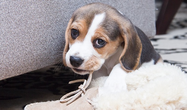 14 Beagle Facts You Should Not Miss - PetPress