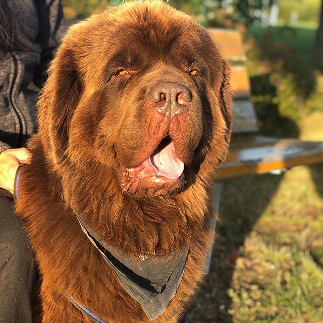 14 Newfoundlands Who Need More Rest on a Beach | PetPress