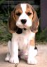 14 Beagle Facts You Should Not Miss | PetPress