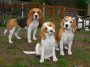 14 Beagle Facts You Should Not Miss | PetPress