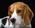 14 Beagle Facts You Should Not Miss | PetPress