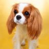14 Gorgeous Cavalier King Charles Spaniels Who Have The Royal Blood ...