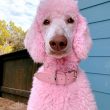 14 Incredibly Beautiful Poodle Pictures | PetPress