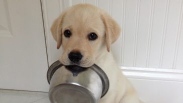 21 Things All Labrador Owners Should Know | PetPress