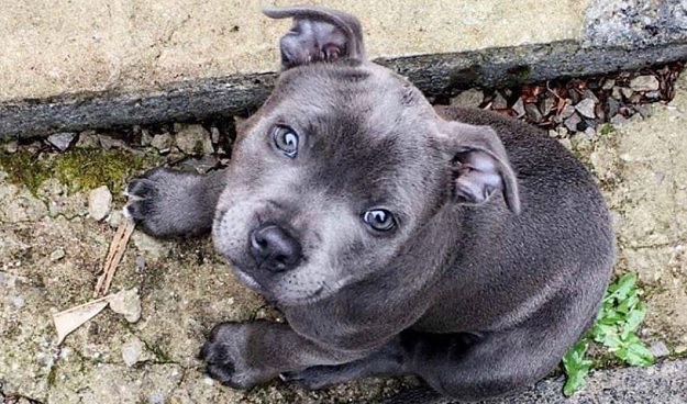 14 Facts About Staffordshire Bull Terriers That Will Break Your Heart ...