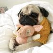 15 Reasons To Love Pugs - PetPress