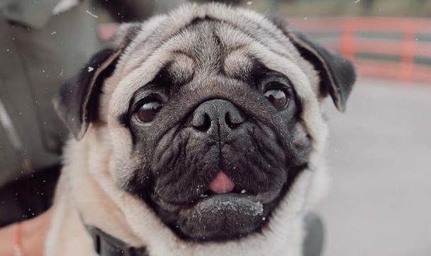 15 Reasons Why Pug Faces Are The Best - PetPress