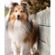 14 Reasons Sheltie Owners Think They Are the Best in the World | PetPress