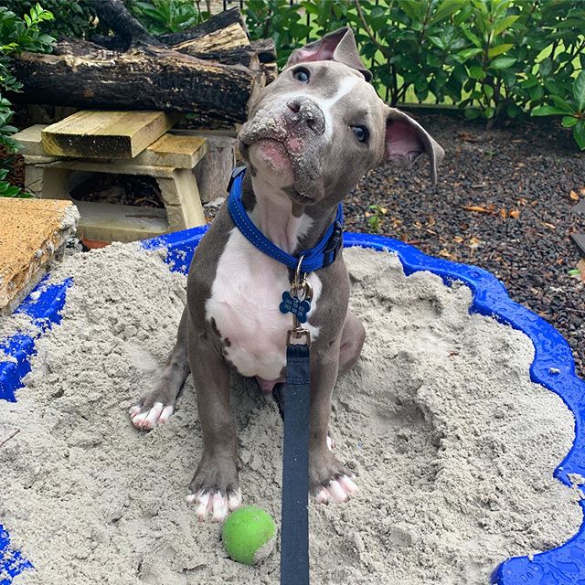 14 Friendly Facts About American Staffordshire Terriers | PetPress