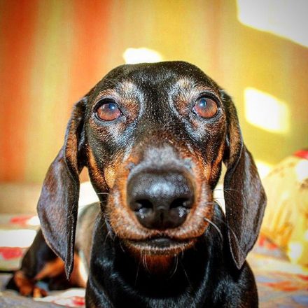14 Signs You Are a Crazy Dachshund Person - PetPress