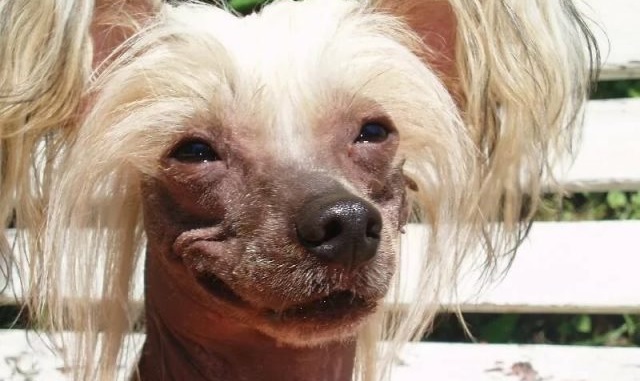 14 Cutest Chinese Crested Dog Pictures Ever - PetPress