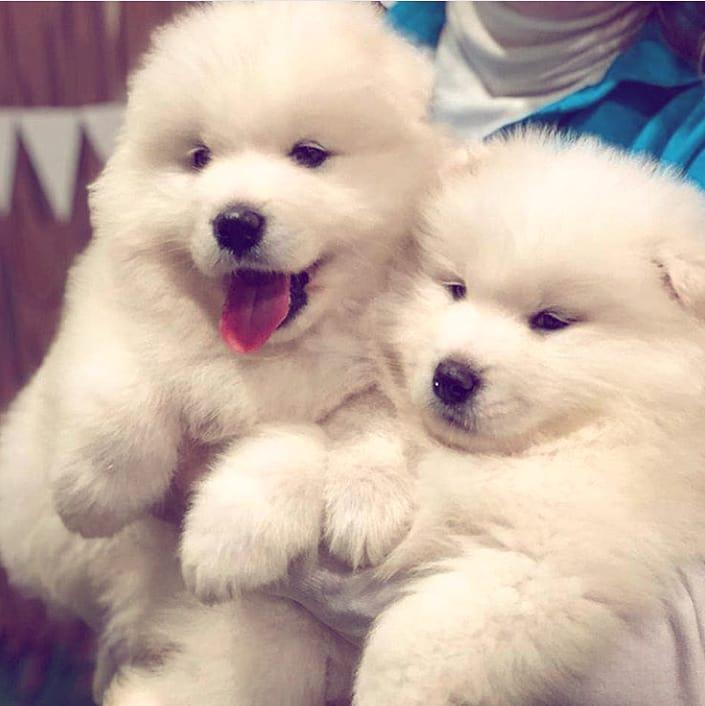 14 Funny Photos Proving That Samoyeds Are Basically Fluffy Marshmallows ...