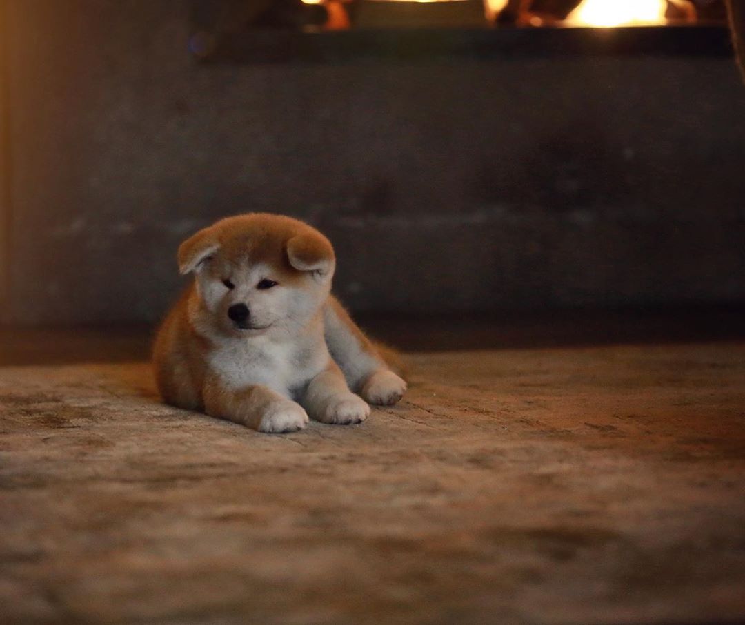 14 Perfect Facts About Loyal Akita Inu - PetPress